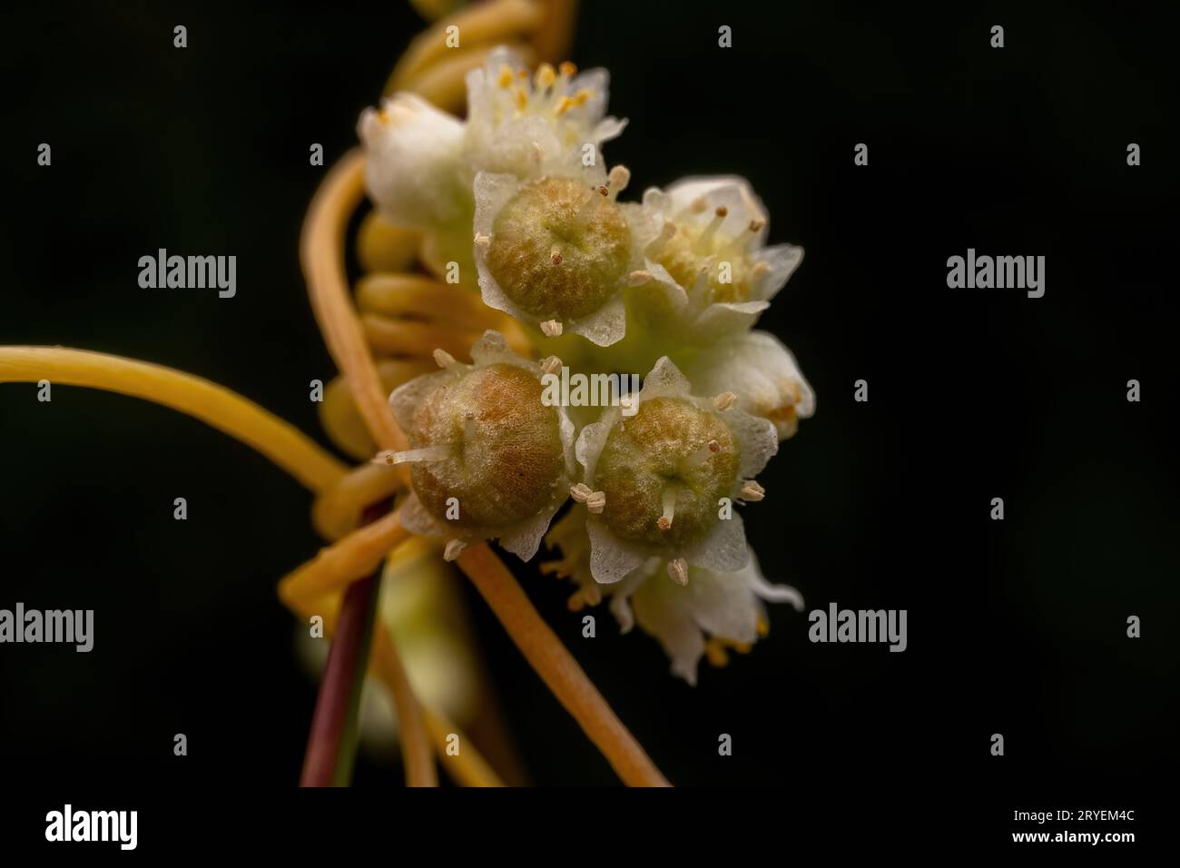Medicinal plant Dodder in the wild state, North China Stock Photo - Alamy