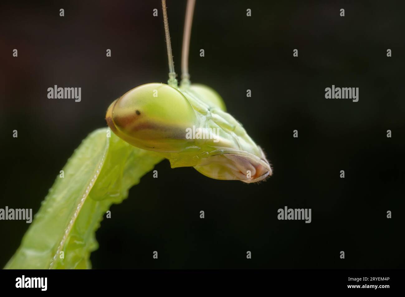 Mantis head hi-res stock photography and images - Alamy