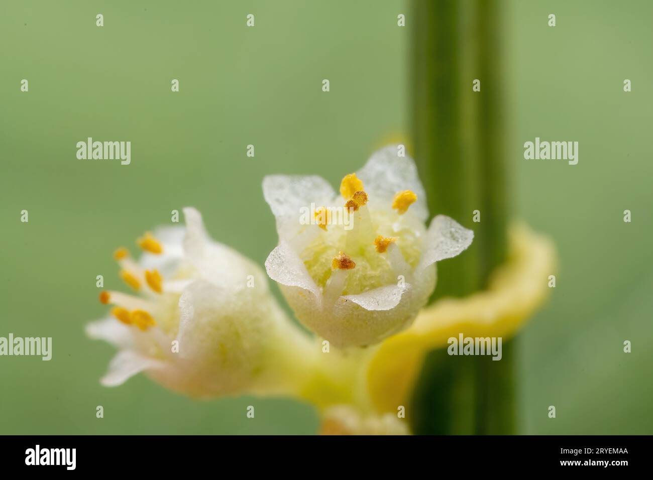 Medicinal plant Dodder in the wild state, North China Stock Photo - Alamy
