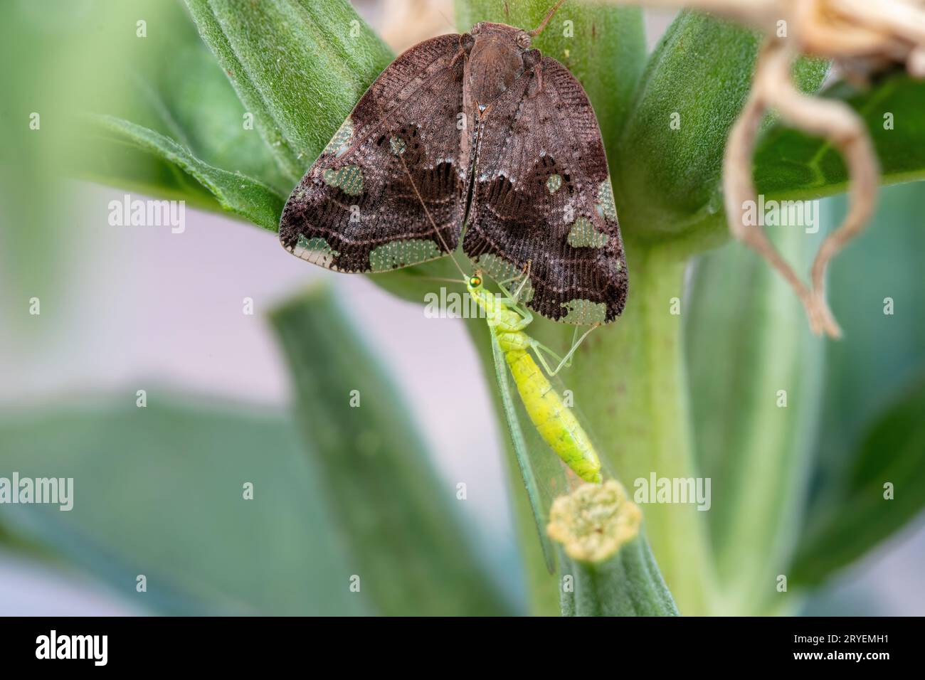planthopper in the wild state Stock Photo - Alamy