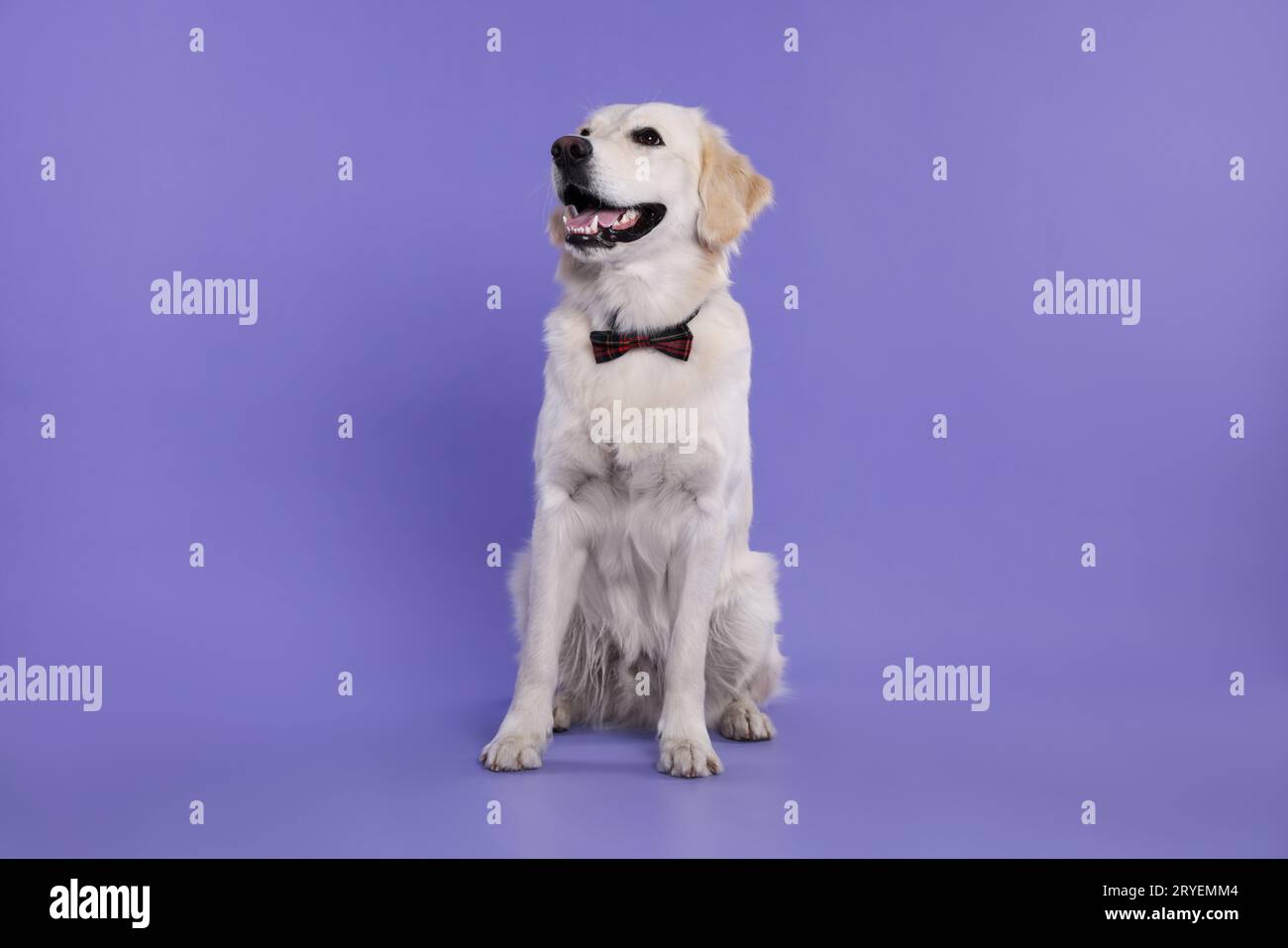Cute Labrador Retriever with stylish bow tie on purple background Stock ...