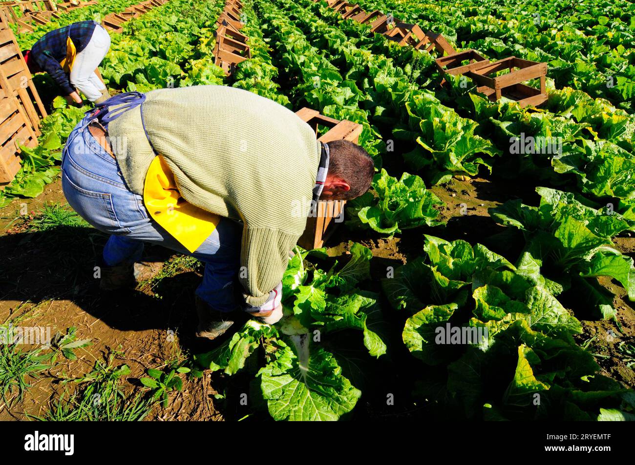 Harvesters at the chinese cabbage harvest Stock Photo - Alamy