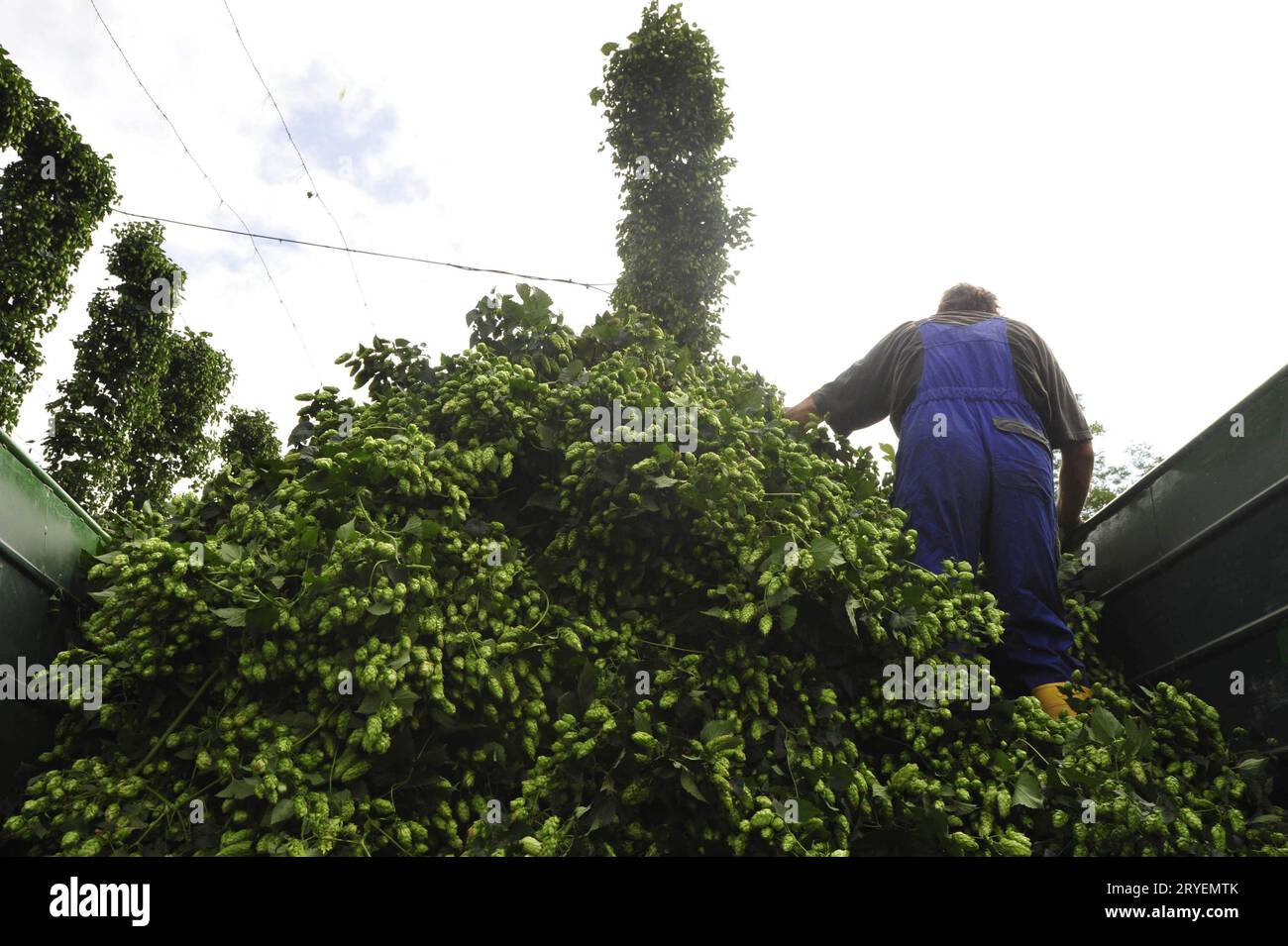 Hop harvest hi-res stock photography and images - Alamy