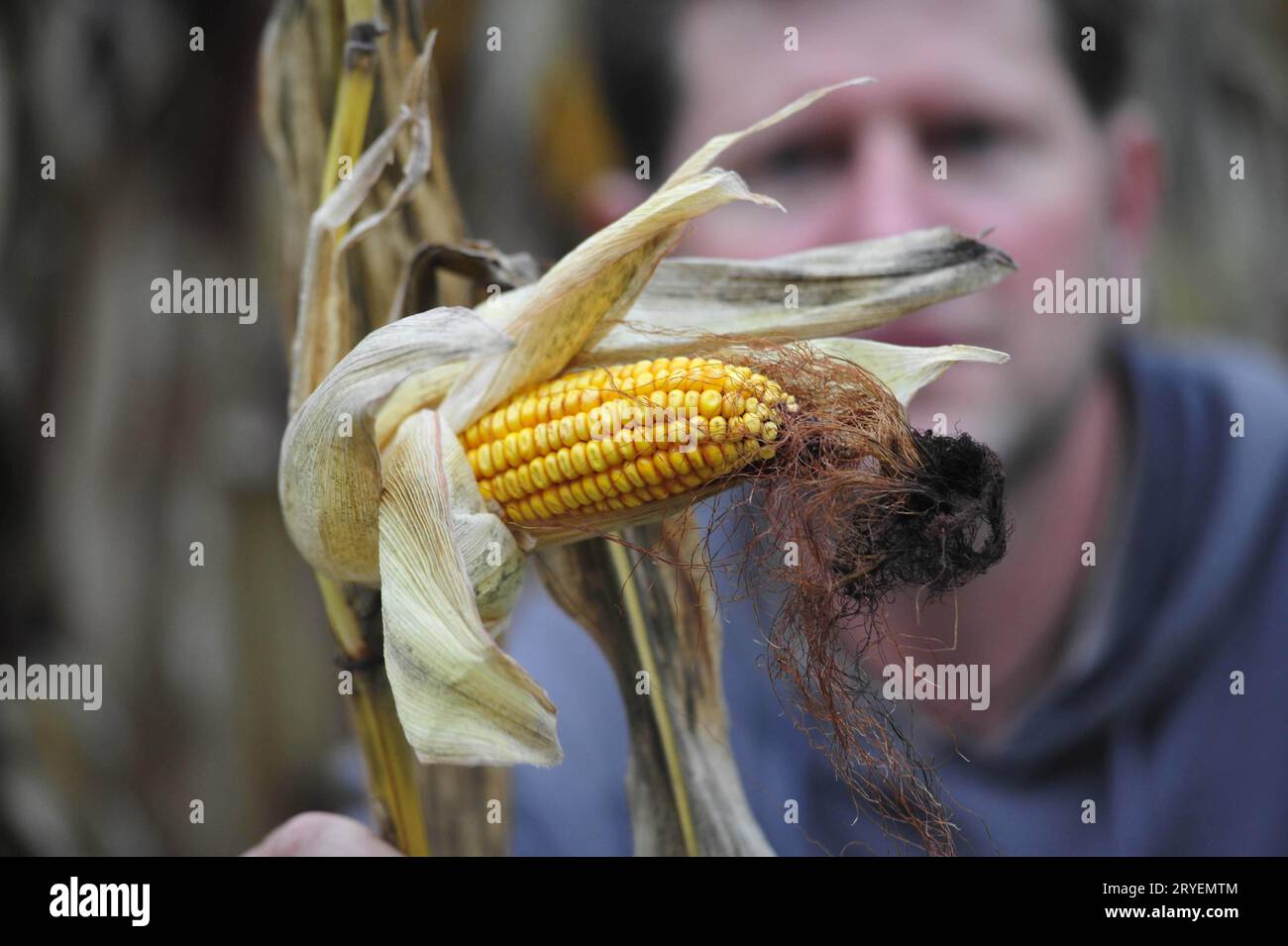 Drought damage in corn, maize field Stock Photo - Alamy