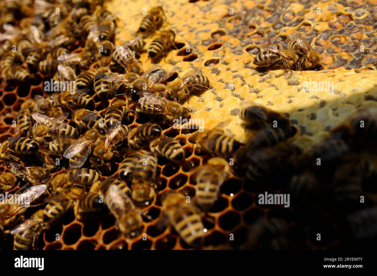 Honey comb with honey bees Stock Photo - Alamy