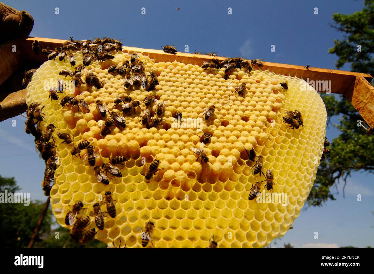Honey comb with honey bees Stock Photo - Alamy