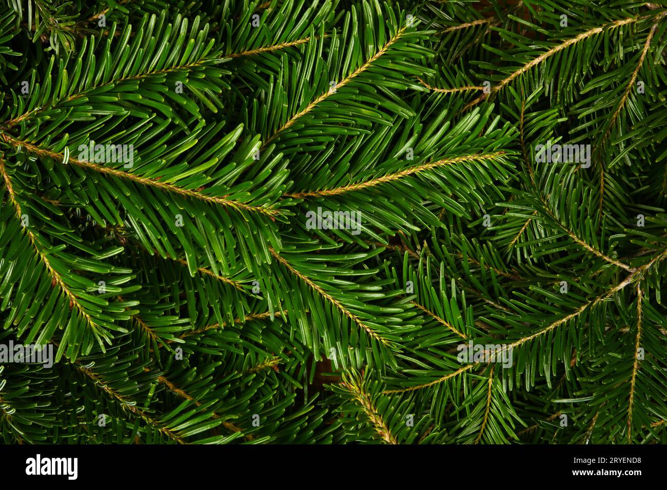 Top view spruce branches hi-res stock photography and images - Alamy