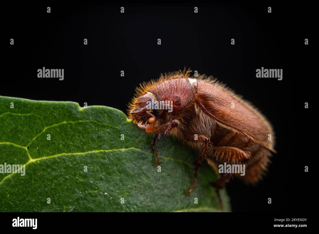 Scarab habitats hi-res stock photography and images - Alamy