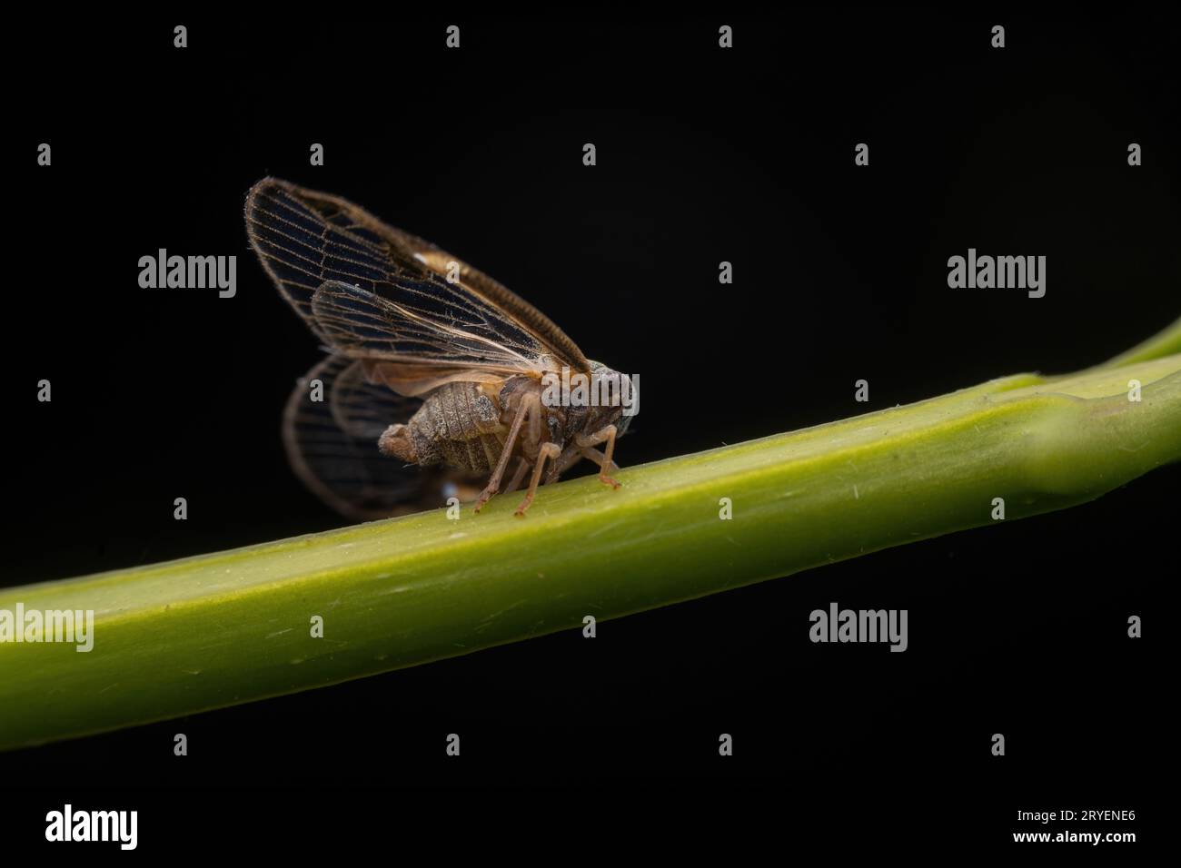 planthopper in the wild state Stock Photo - Alamy