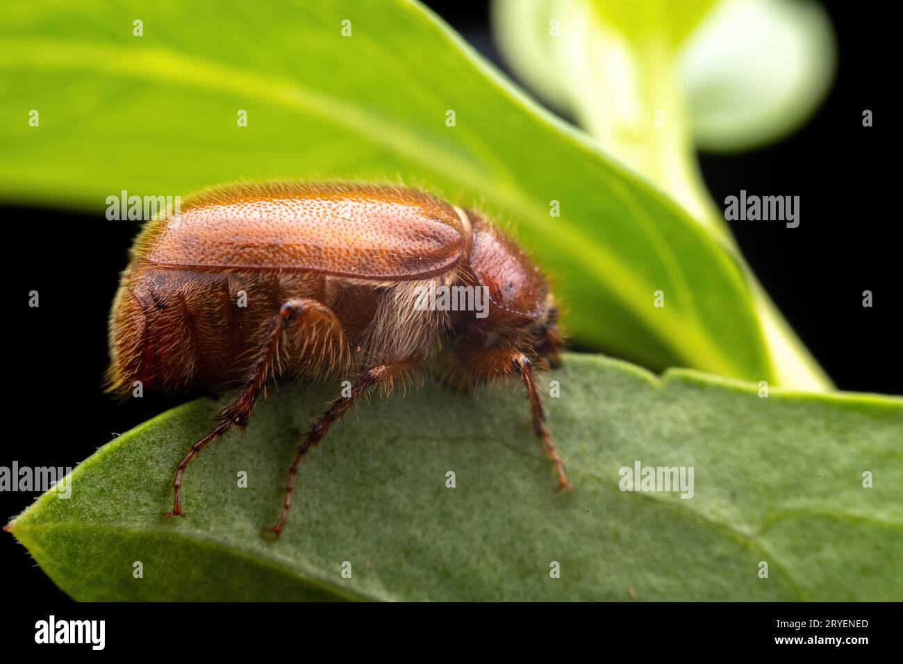 Scarab habitats hi-res stock photography and images - Alamy