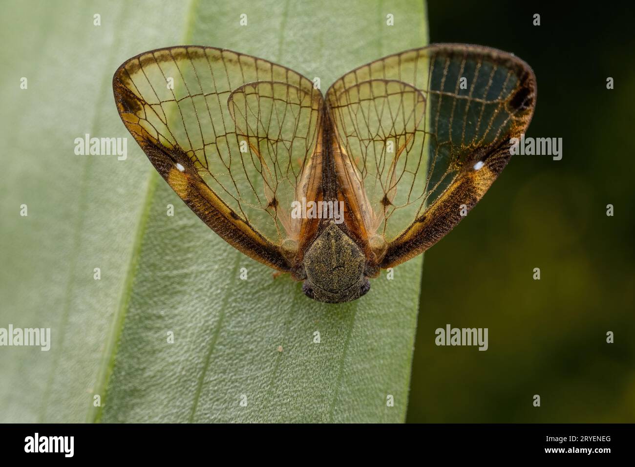 planthopper in the wild state Stock Photo - Alamy