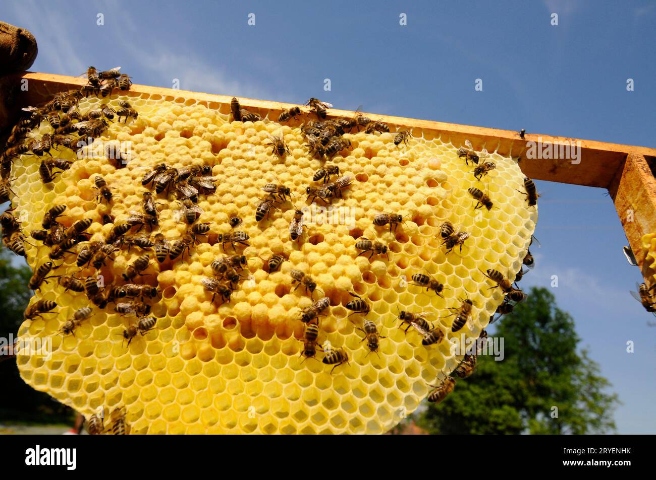 Honey comb with honey bees Stock Photo - Alamy