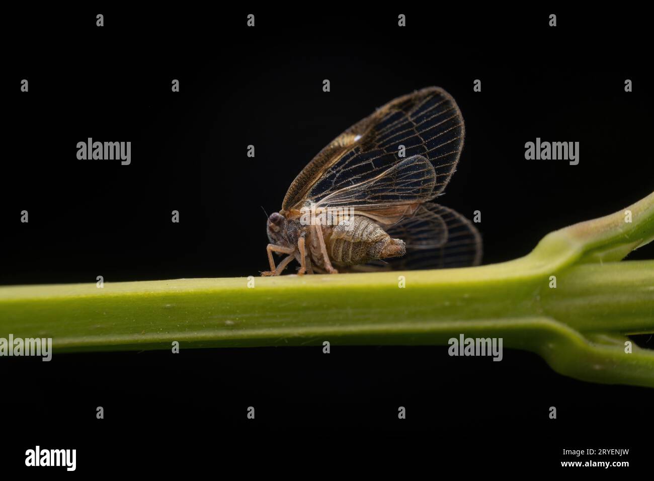 planthopper in the wild state Stock Photo - Alamy