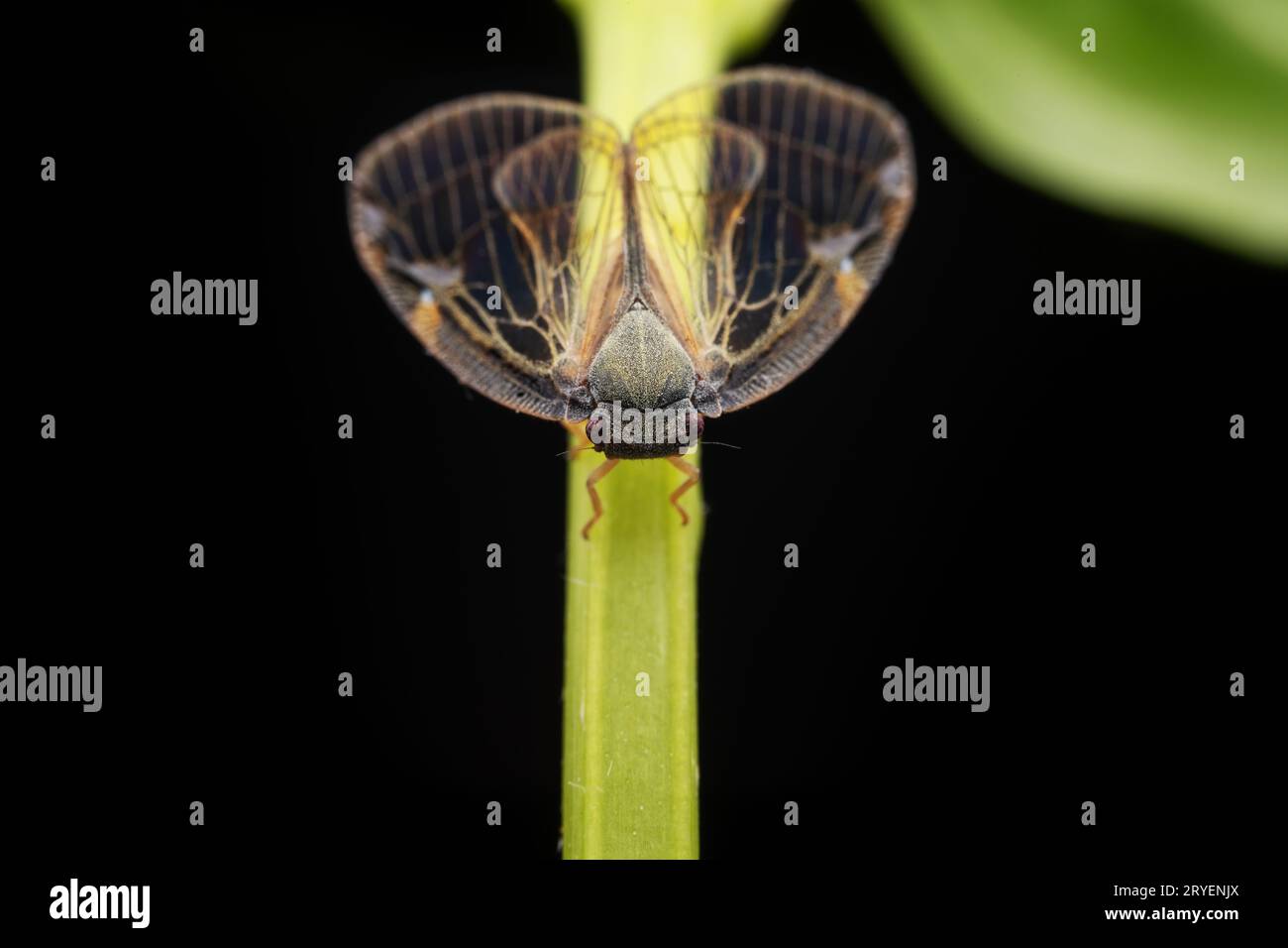 planthopper in the wild state Stock Photo - Alamy