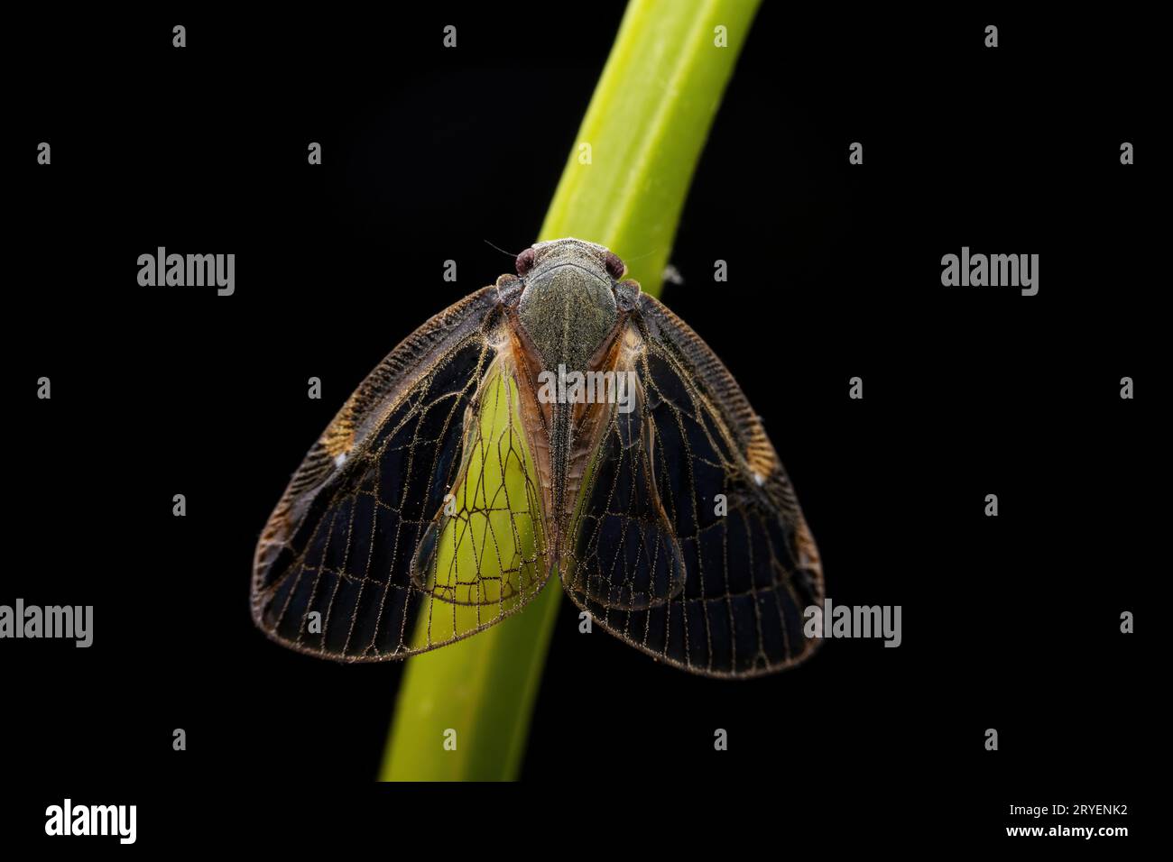 planthopper in the wild state Stock Photo - Alamy