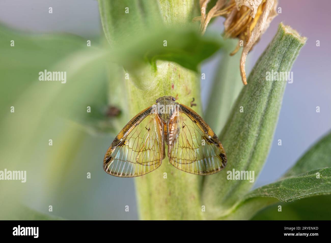 planthopper in the wild state Stock Photo - Alamy