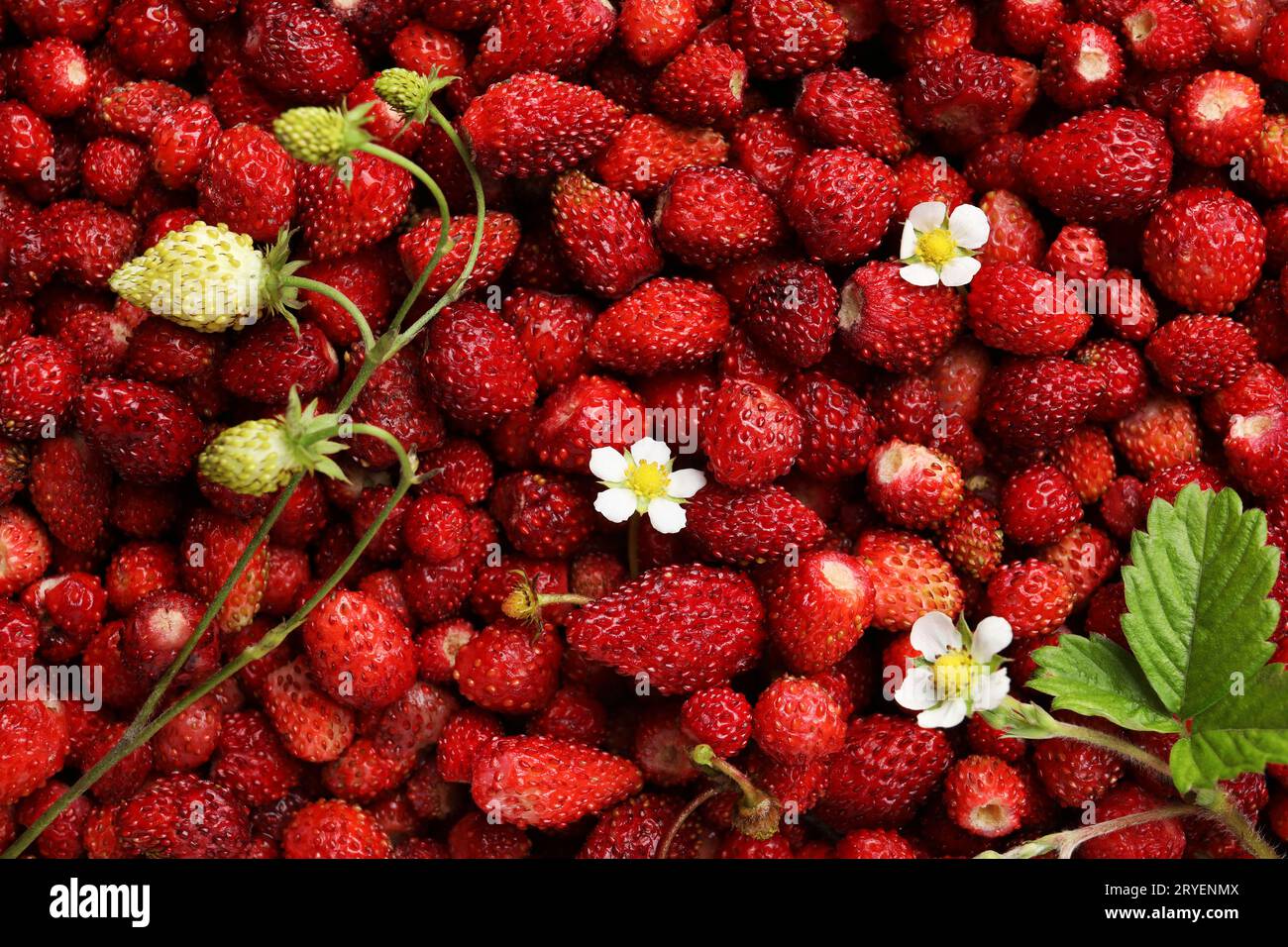 Many fresh wild strawberries, flowers and leaves as background, top ...
