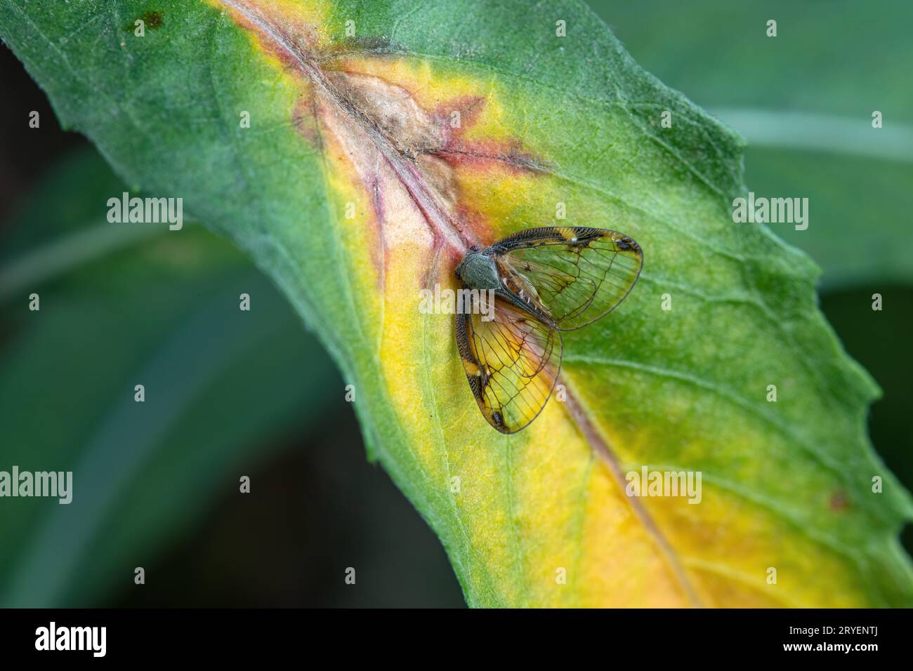 planthopper in the wild state Stock Photo - Alamy
