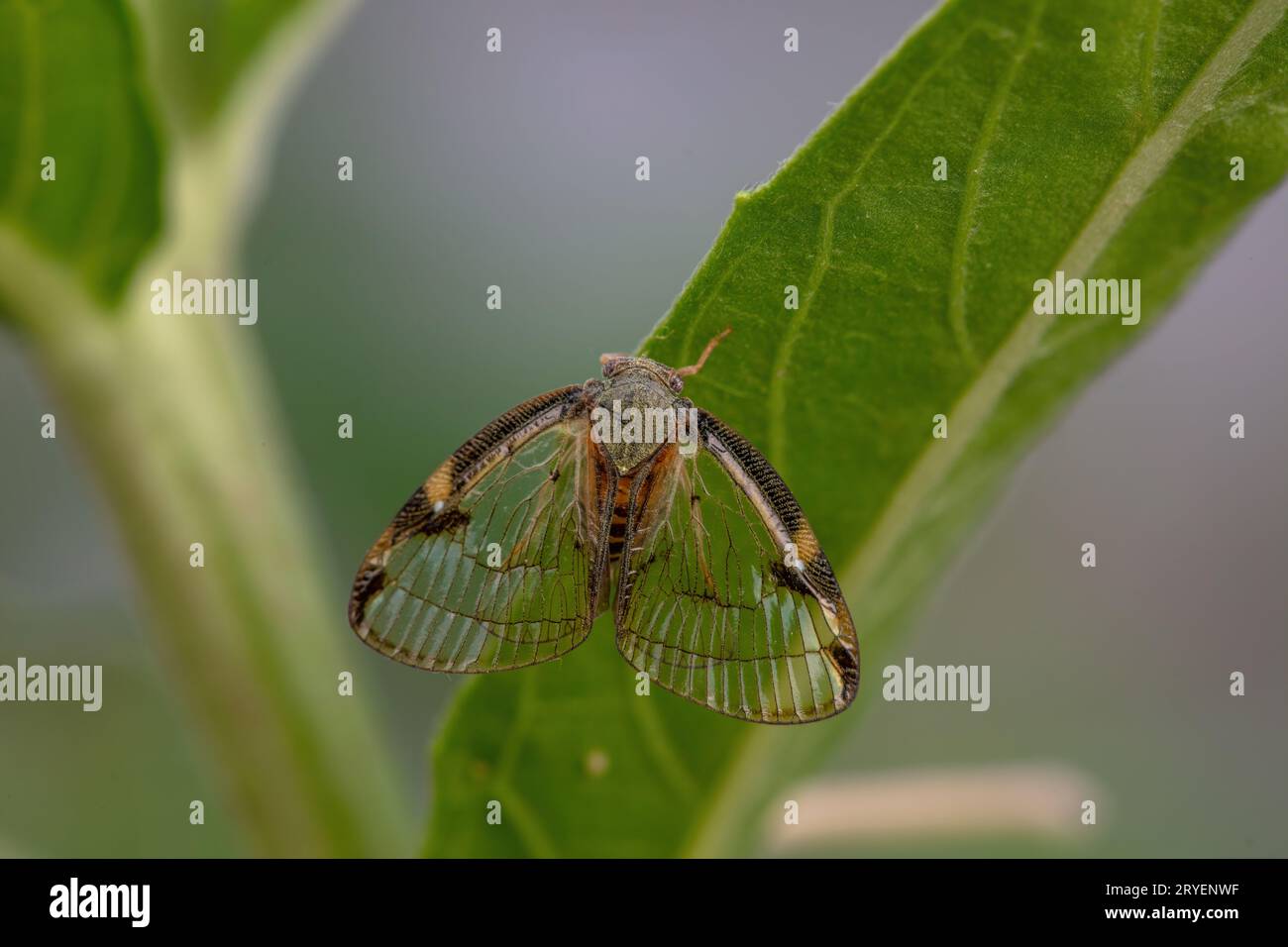 planthopper in the wild state Stock Photo - Alamy