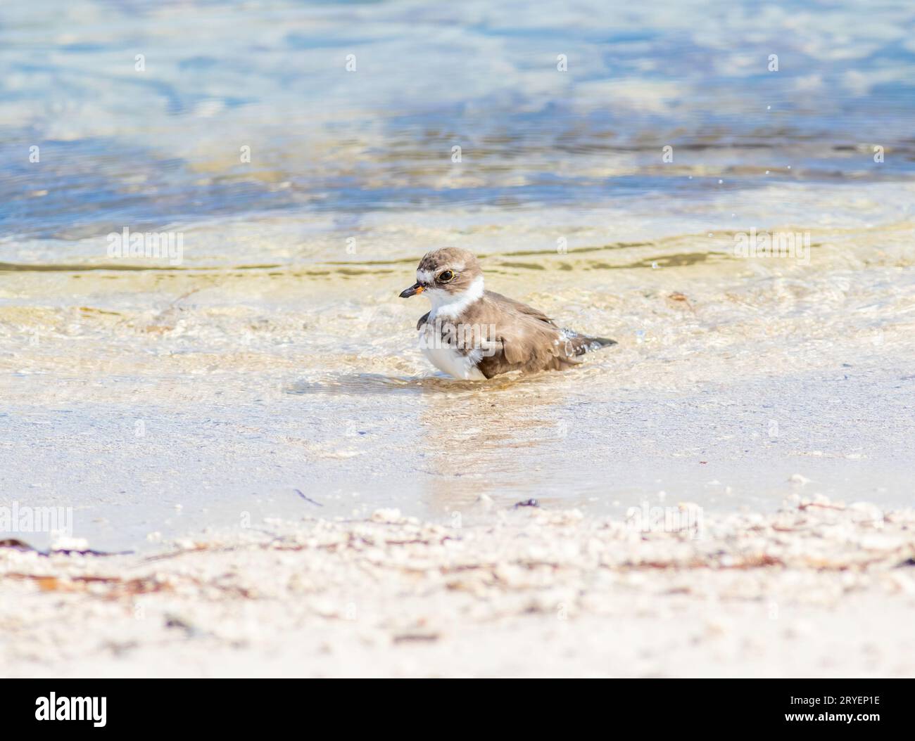 Semipalmated plover bathing in the ocean water Stock Photo - Alamy