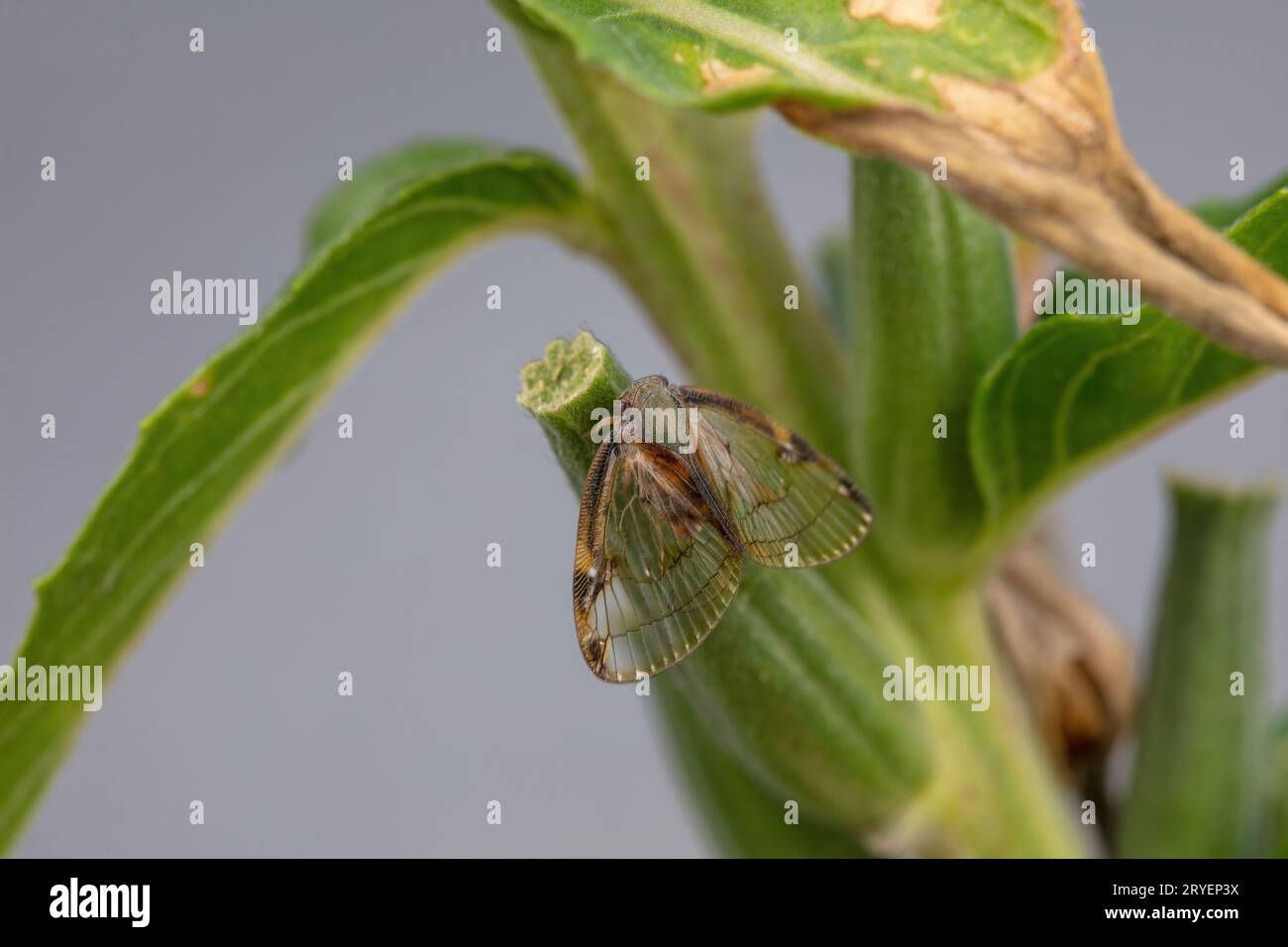 planthopper in the wild state Stock Photo - Alamy