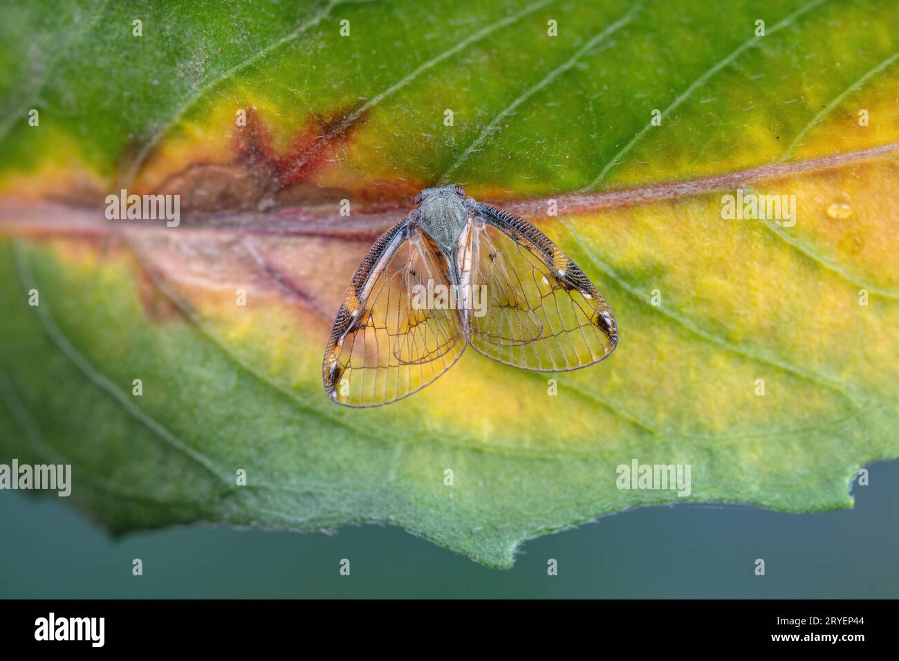 planthopper in the wild state Stock Photo - Alamy