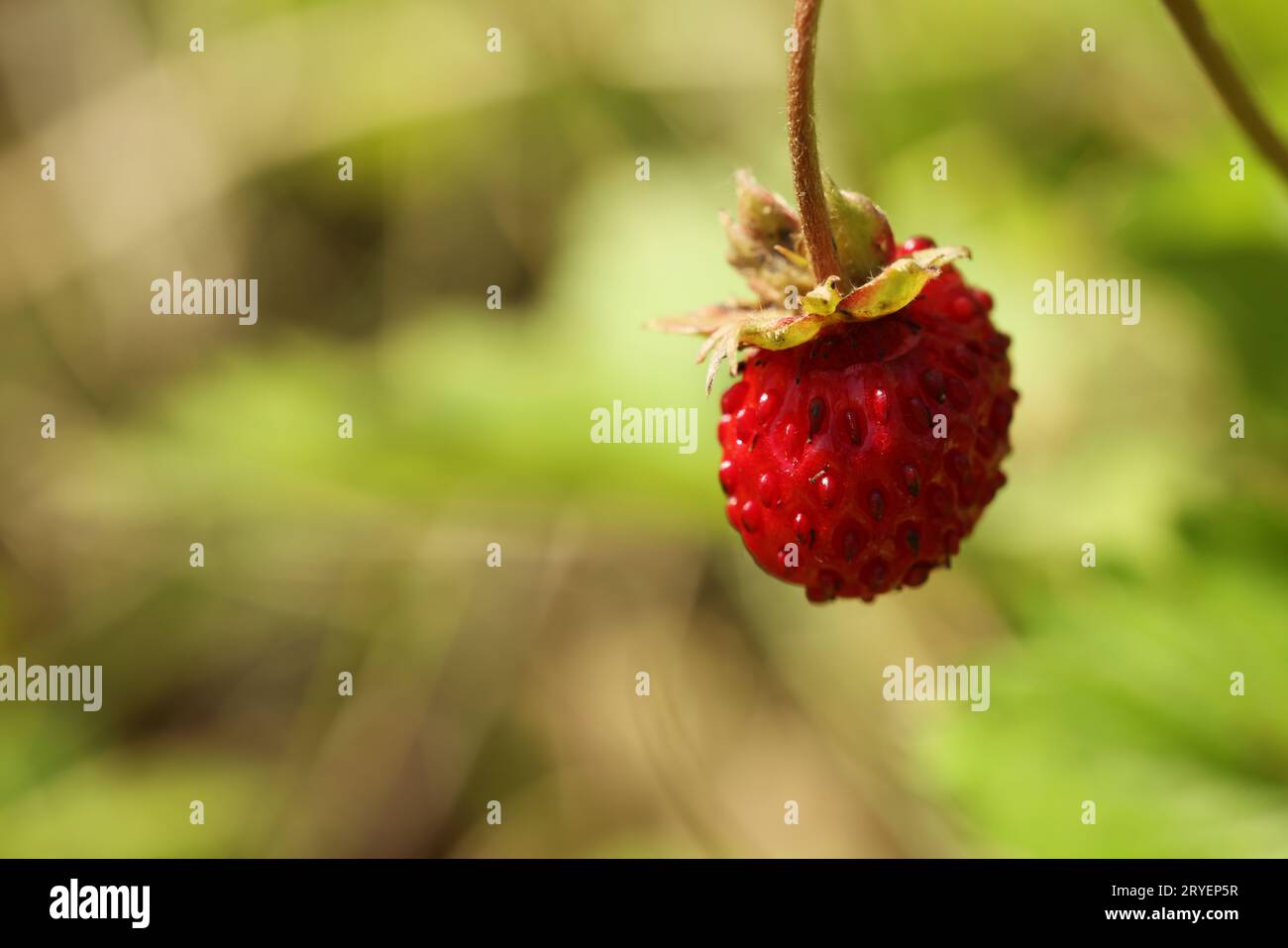 One small wild strawberry growing outdoors. Space for text Stock Photo ...