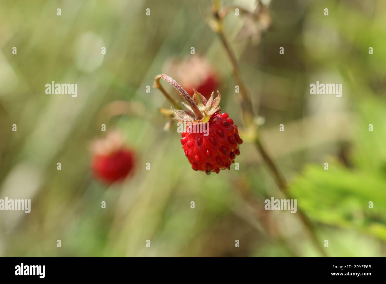One small wild strawberry growing outdoors. Space for text Stock Photo ...