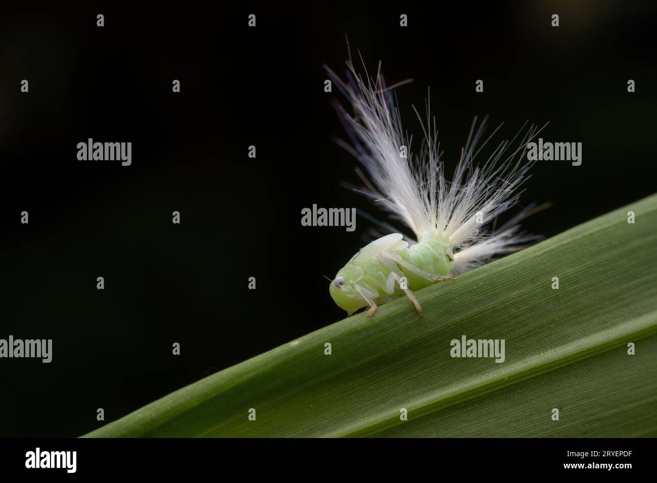 planthopper nymph in the wild state Stock Photo - Alamy