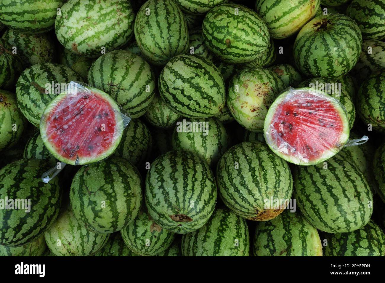 Cultivation of watermelons hi-res stock photography and images - Alamy