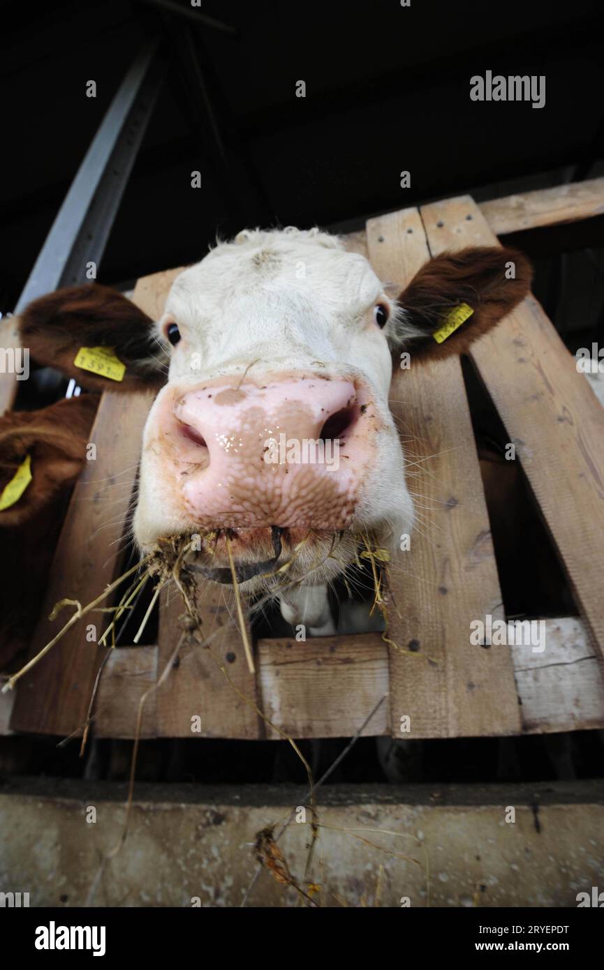 Economy in feeding hi-res stock photography and images - Alamy