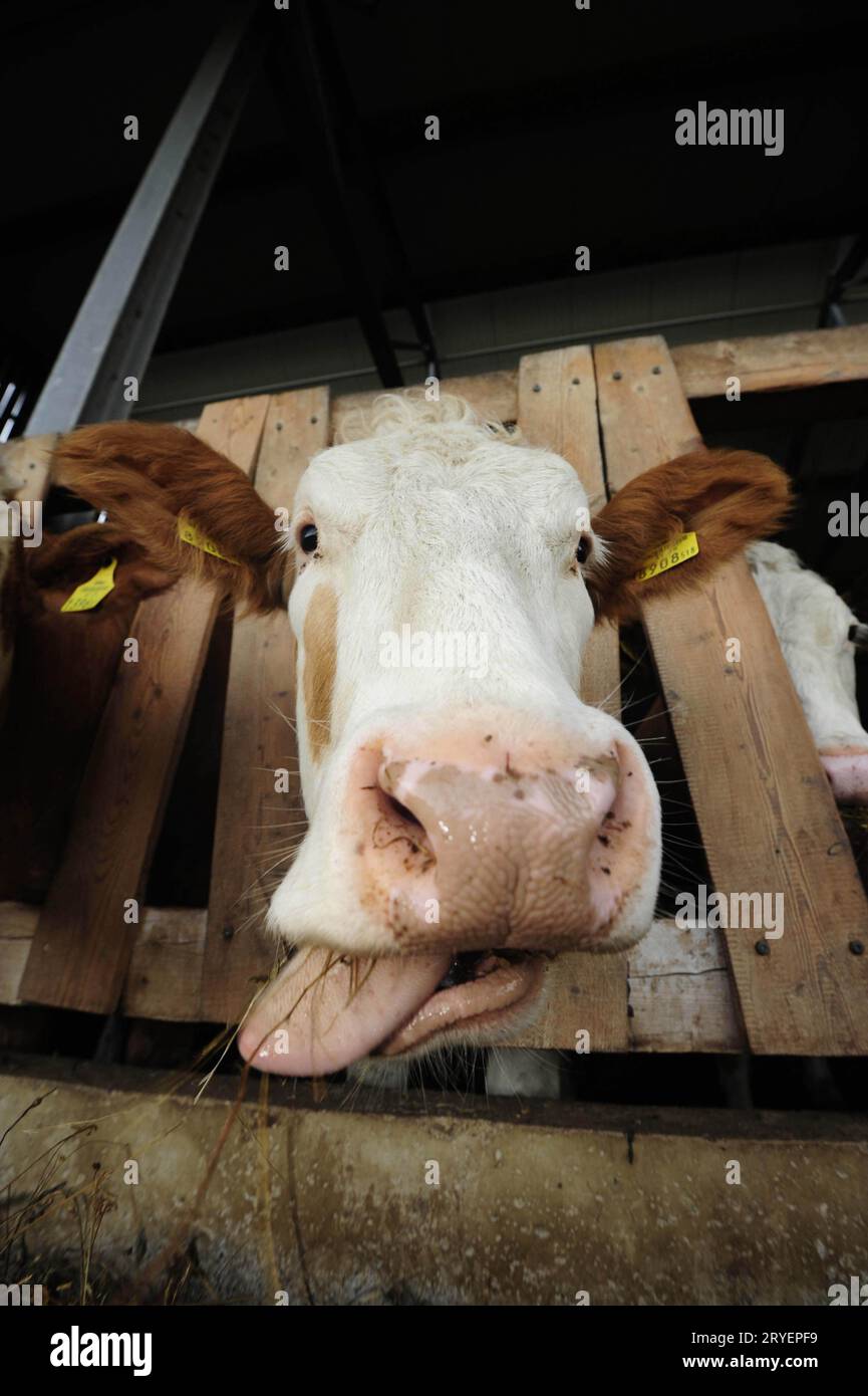 Fodder animal green animals hi-res stock photography and images - Alamy