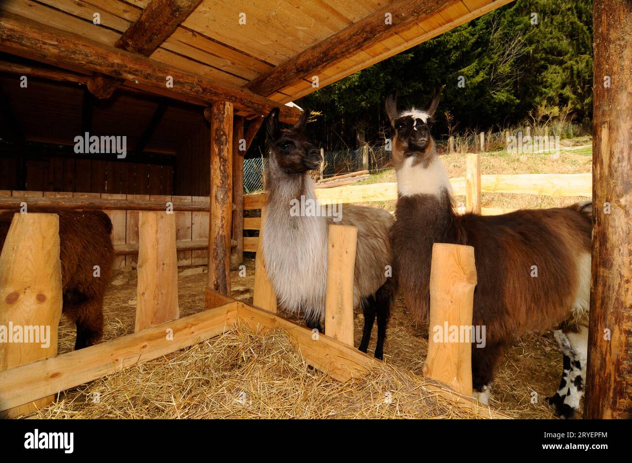 Agriculture farming alps breeding hi-res stock photography and images ...