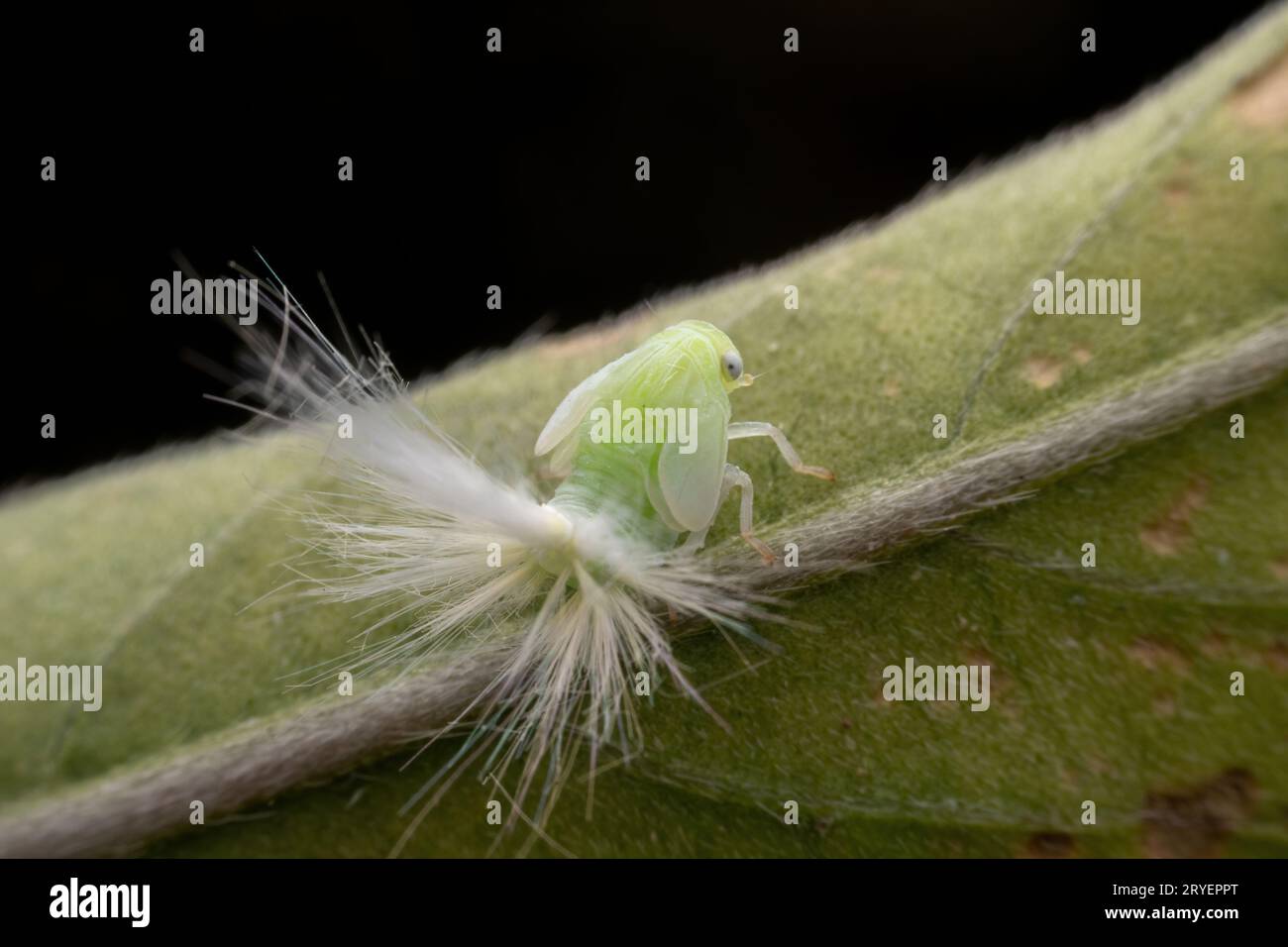 planthopper nymph in the wild state Stock Photo - Alamy