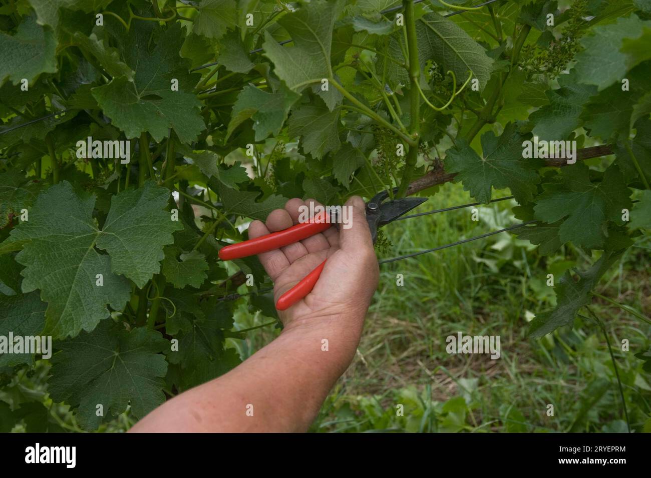 Vineyard production hi-res stock photography and images - Alamy