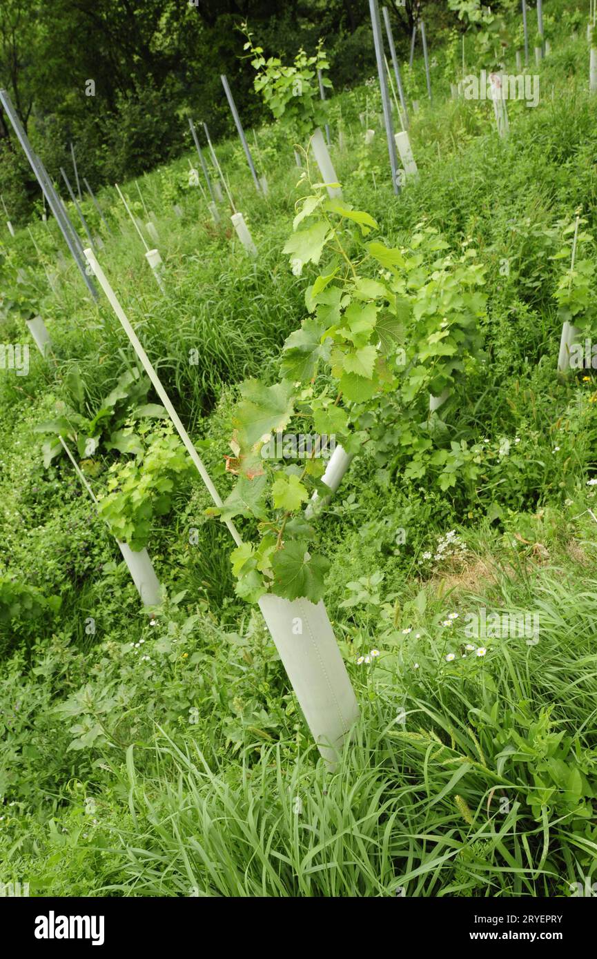 Young fresh vine plants growing hi-res stock photography and images - Alamy