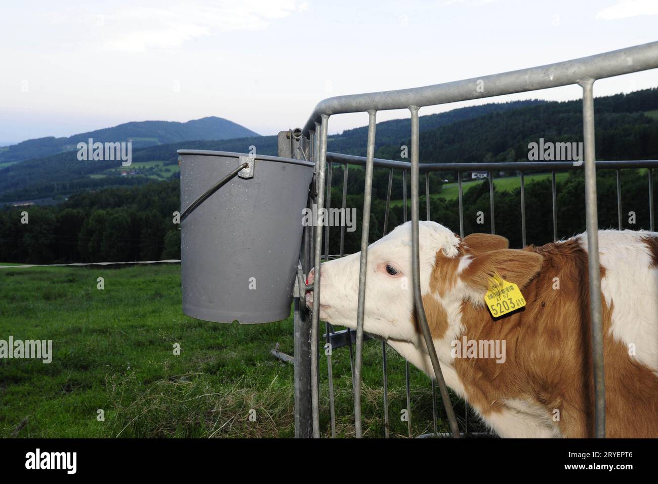Farming feeding a young calf behind the fence Stock Photo - Alamy