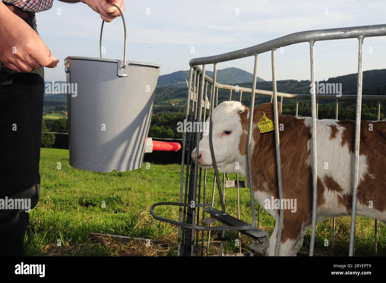 Farming feeding a young calf behind the fence Stock Photo - Alamy