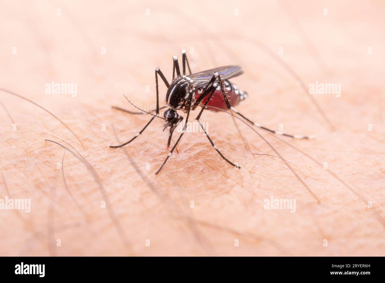 Aedes albopictus vector hi-res stock photography and images - Alamy