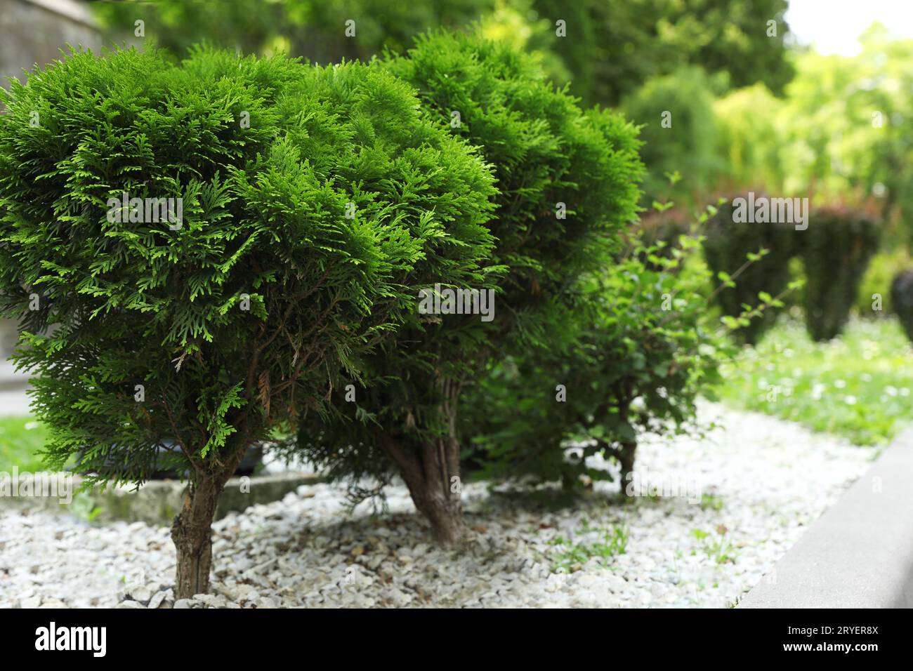 Beautiful thuja trees growing in park, space for text. Gardening and ...