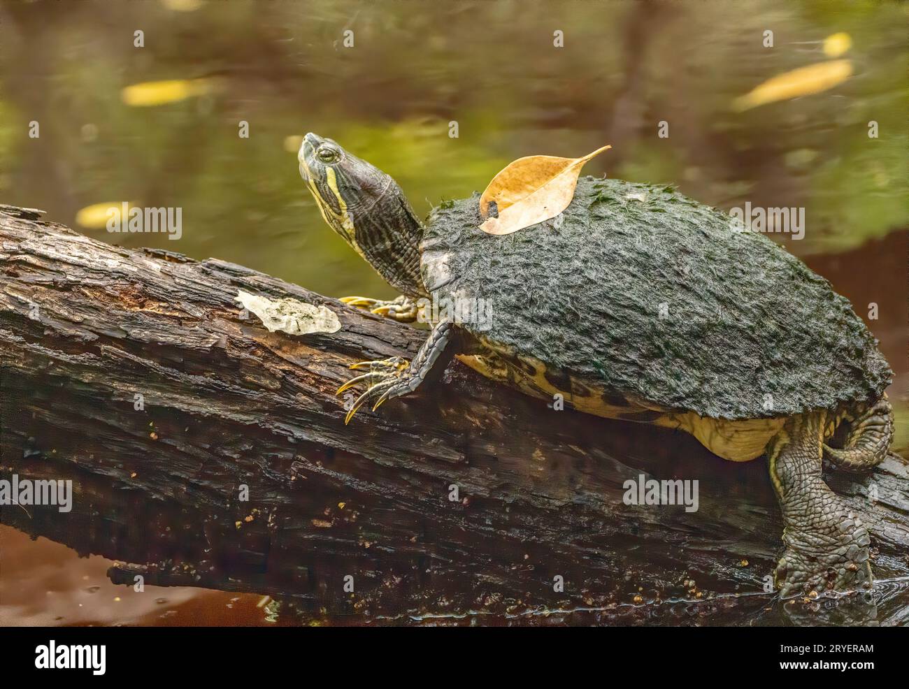 Red eared turtle on shore hi-res stock photography and images - Alamy