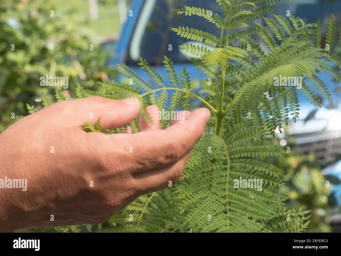 Species of tree fern hi-res stock photography and images - Alamy