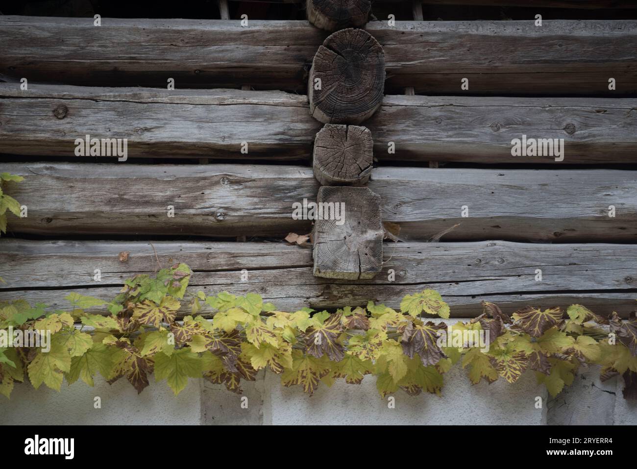 Wood connection or timber joint on log house Stock Photo - Alamy