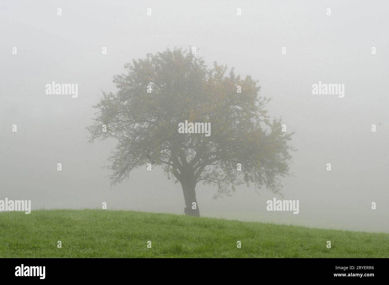 Month of fog hi-res stock photography and images - Alamy
