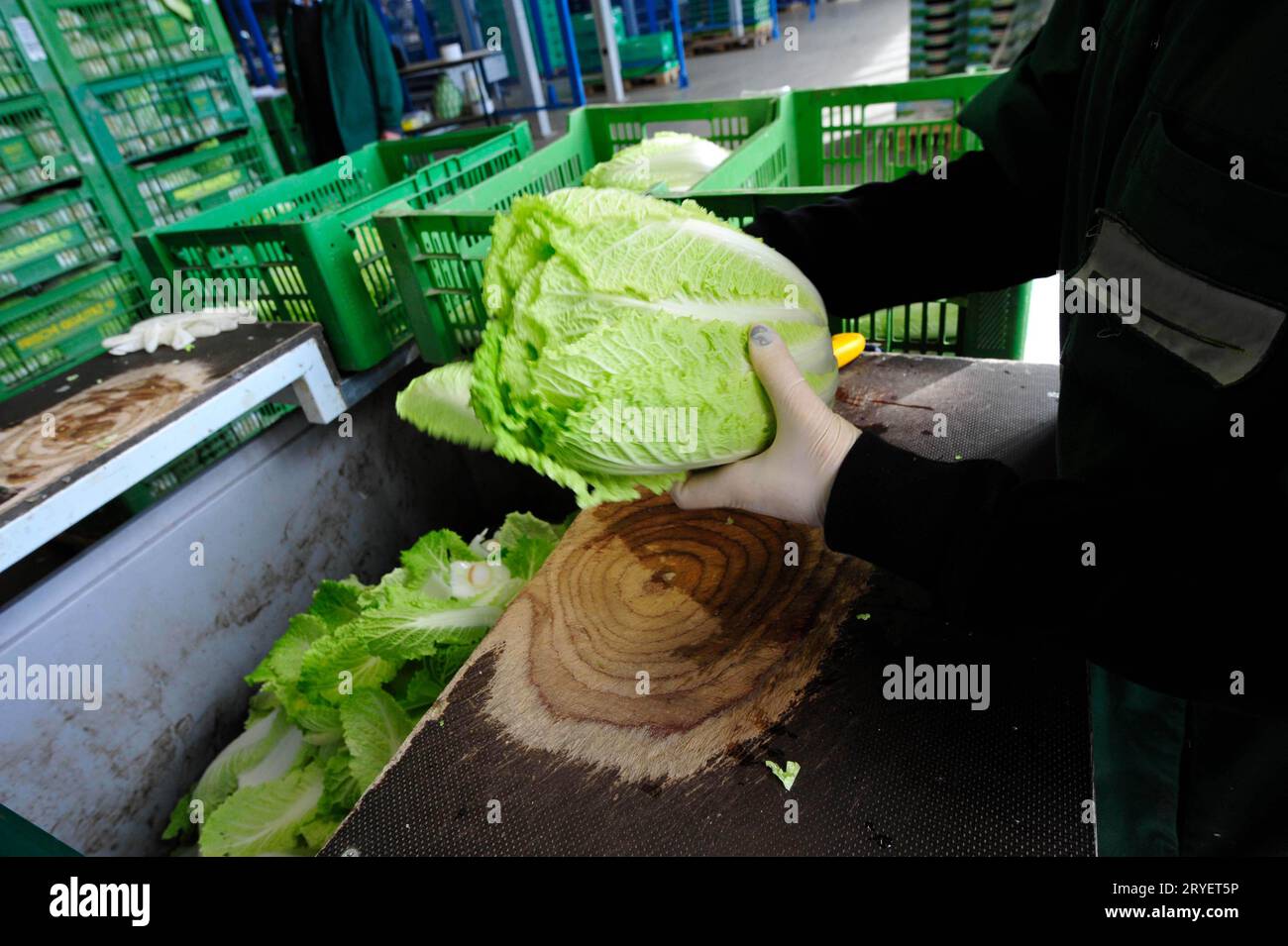Preparing chinese cabbage for transportation Stock Photo - Alamy