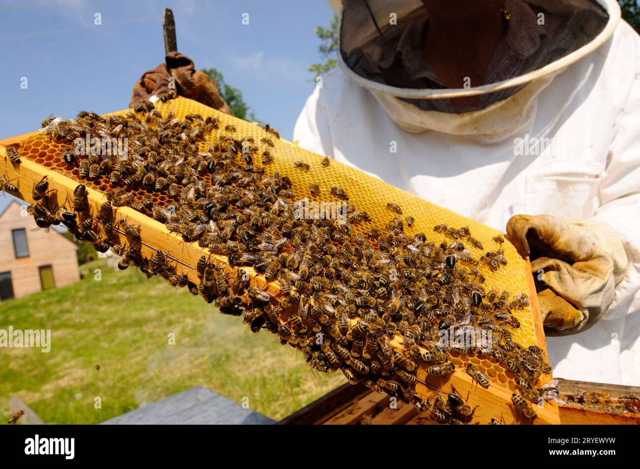 Beekeeper with swarm hi-res stock photography and images - Alamy