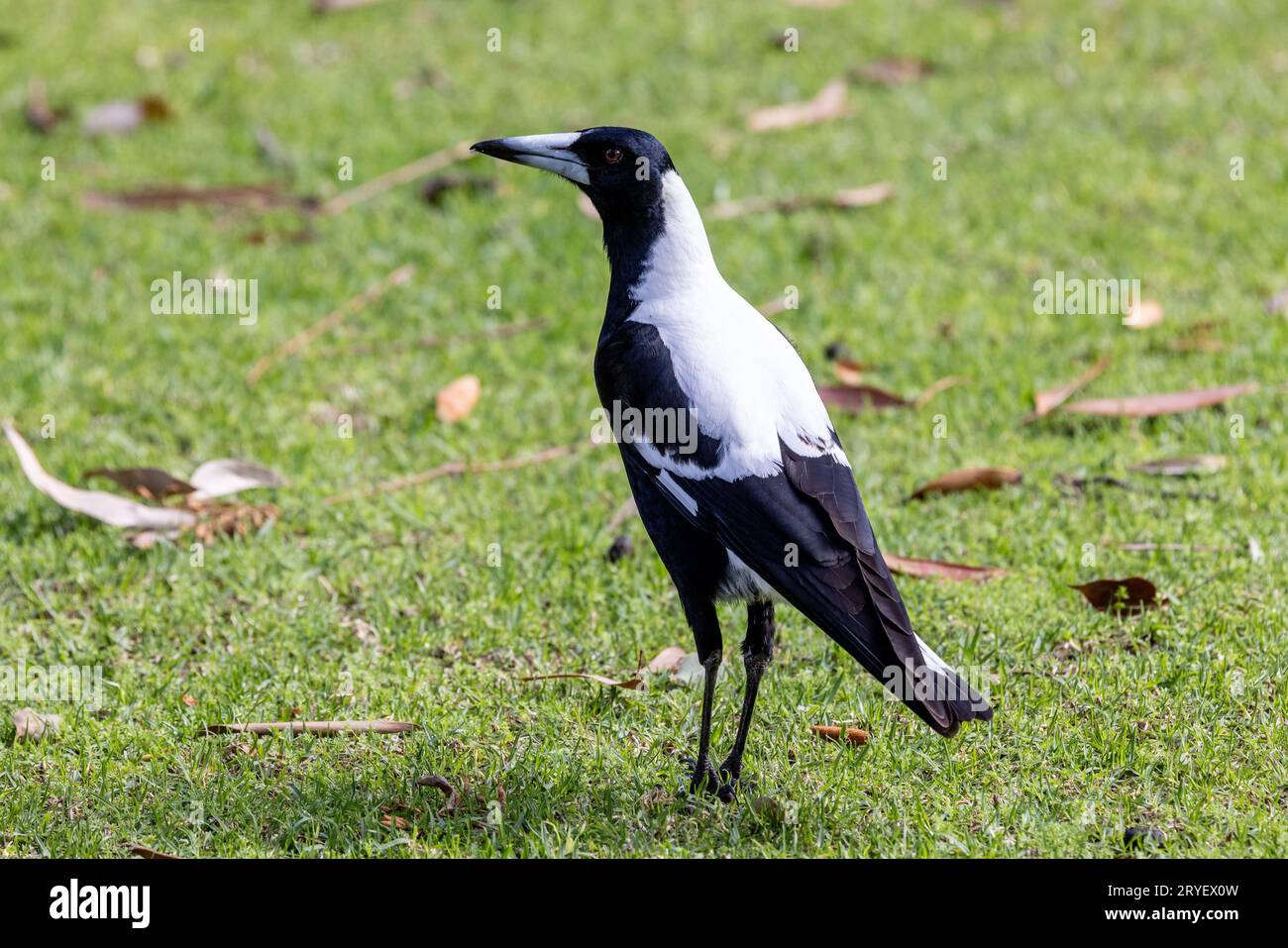 Australian White-backed Magpie foraging for food Stock Photo - Alamy