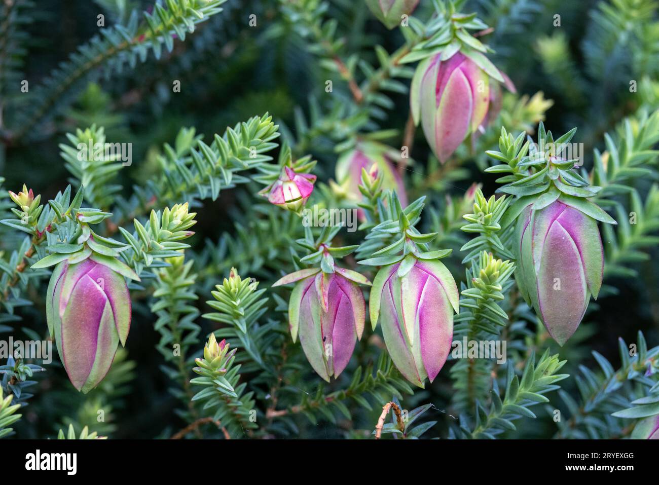 Western Australian Critically Endangered Mogumber Bell plant Stock ...