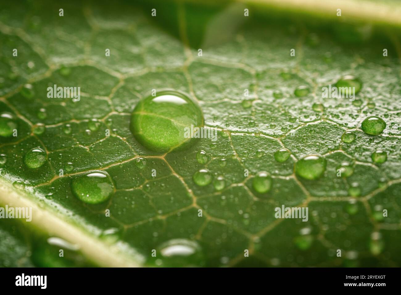 Macro rain drops hi-res stock photography and images - Alamy