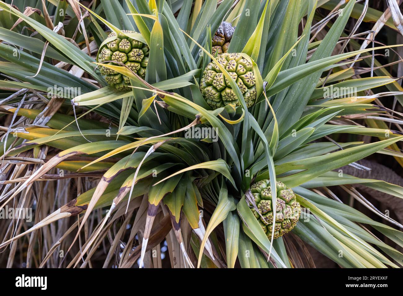 Western Australian River Pandanus Plant with fruit Stock Photo - Alamy